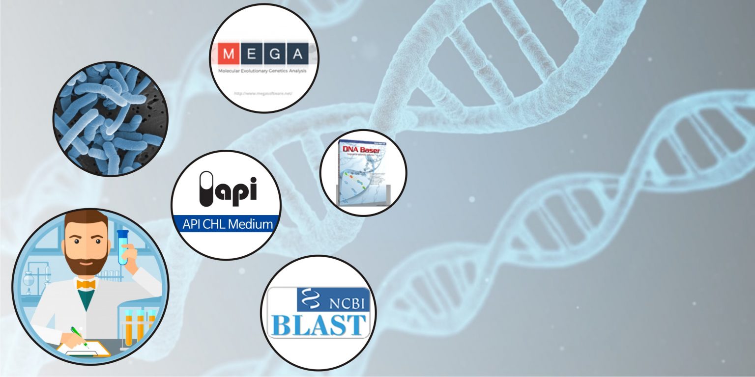 [Download Materi] API (Analytical Profile Index) KIT dan 16S rRNA dalam ...